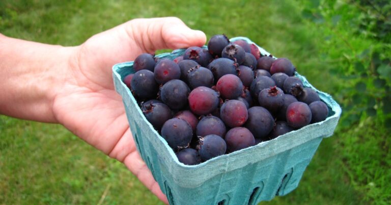 Saskatoon Berry Institute - Gourmet Berry Guide